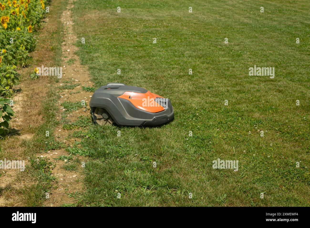 Green grass field beautifully fresh mowed lawn with the lines and lawn ...