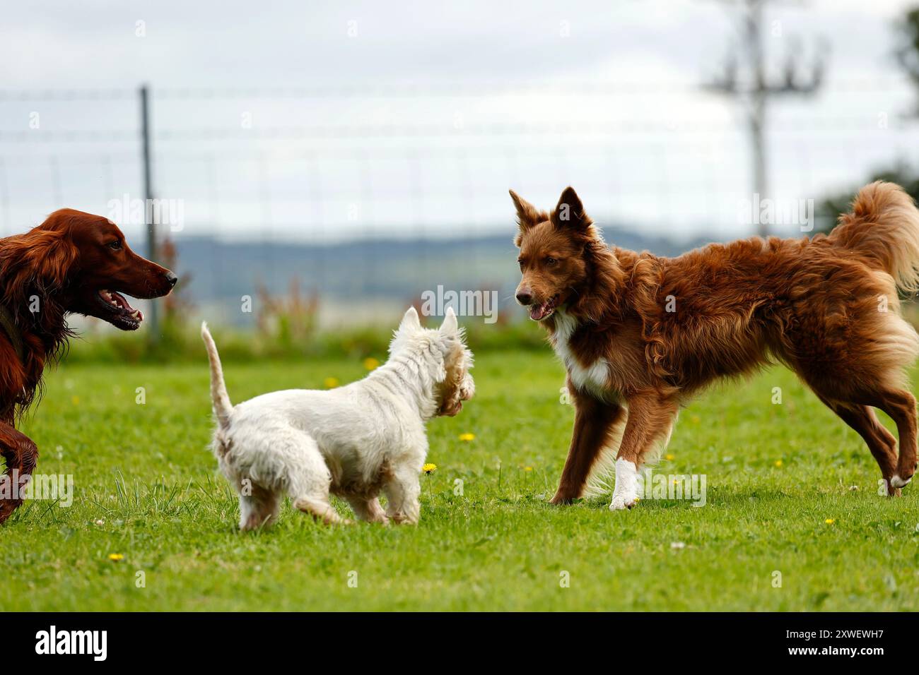 Dogs racing eachother hi-res stock photography and images - Alamy