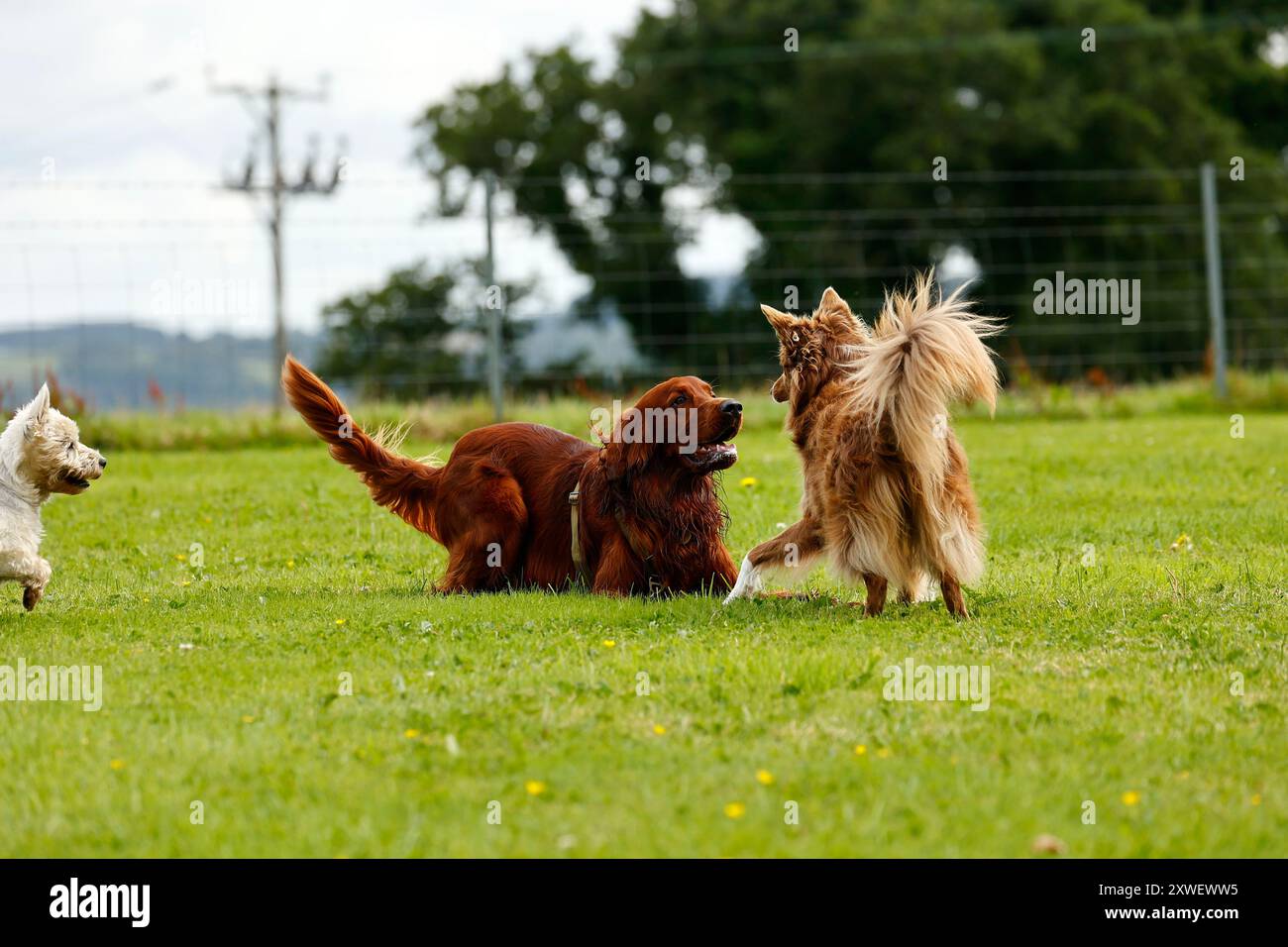 Dogs playing together and photo bombing Stock Photo - Alamy