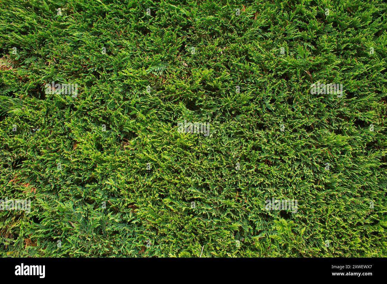 Thuja fence green grass textured background Stock Photo - Alamy