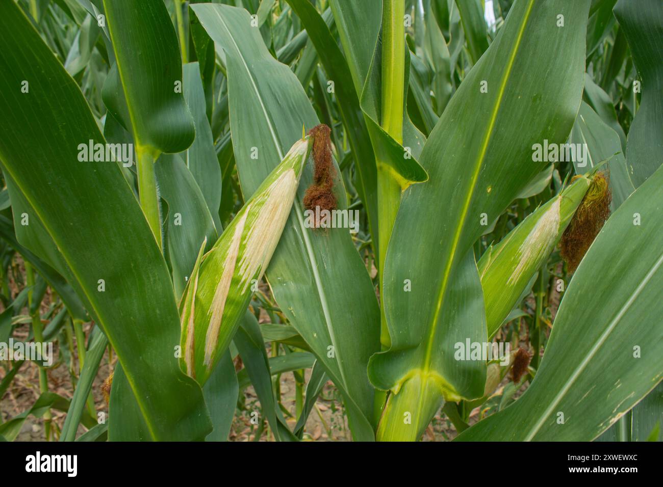 Corn field on the bright blue sky background. Farming and agriculture ...