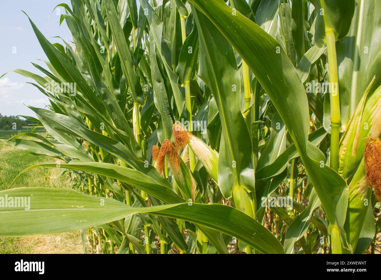 Corn field on the bright blue sky background. Farming and agriculture ...