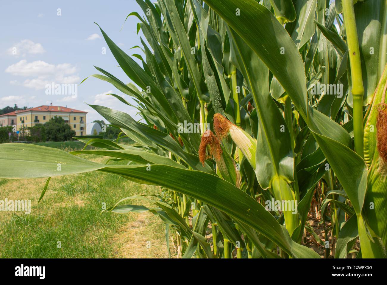 Corn field on the bright blue sky background. Farming and agriculture ...