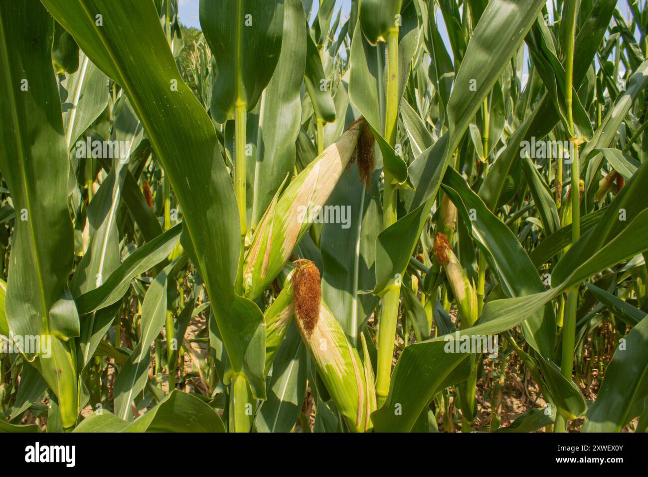 Corn field on the bright blue sky background. Farming and agriculture ...