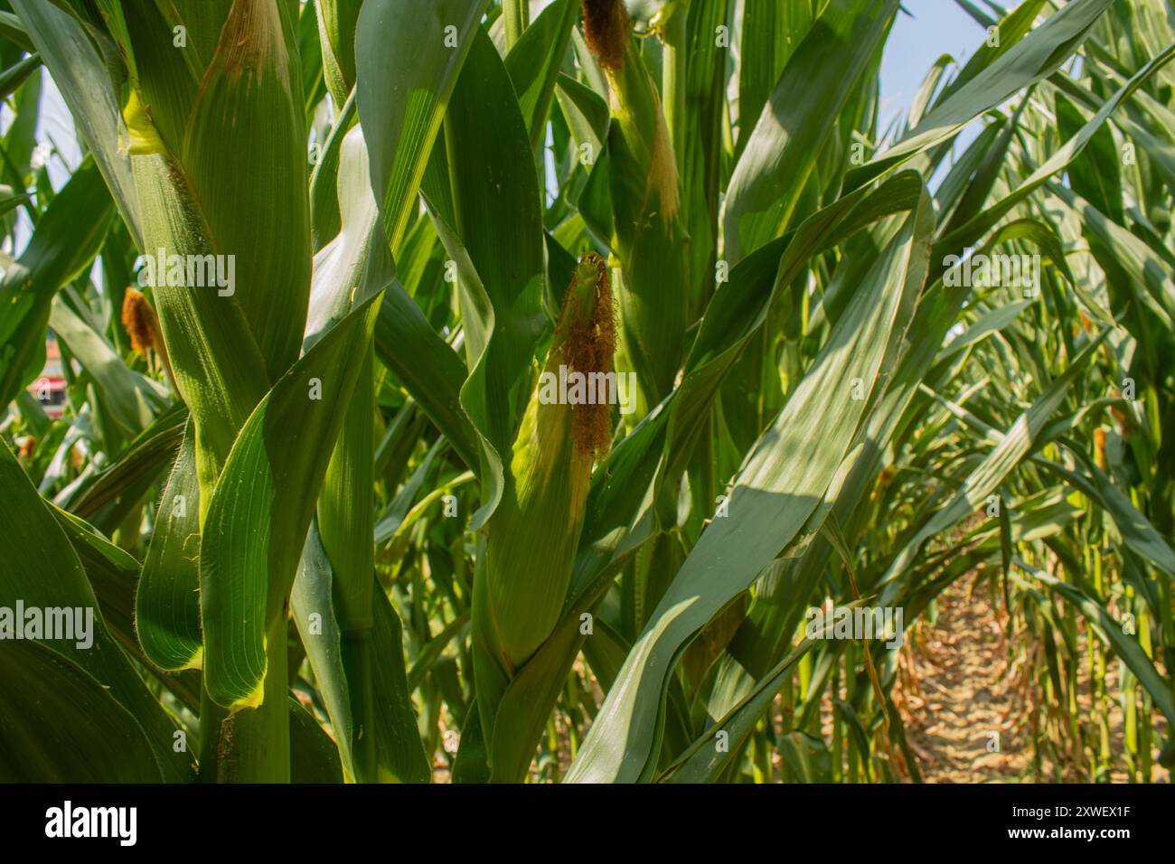 Corn field on the bright blue sky background. Farming and agriculture ...