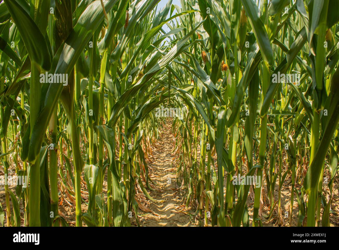 Corn field on the bright blue sky background. Farming and agriculture ...