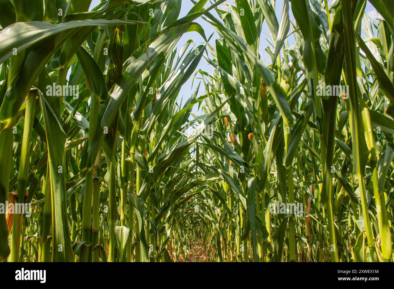 Corn field on the bright blue sky background. Farming and agriculture ...