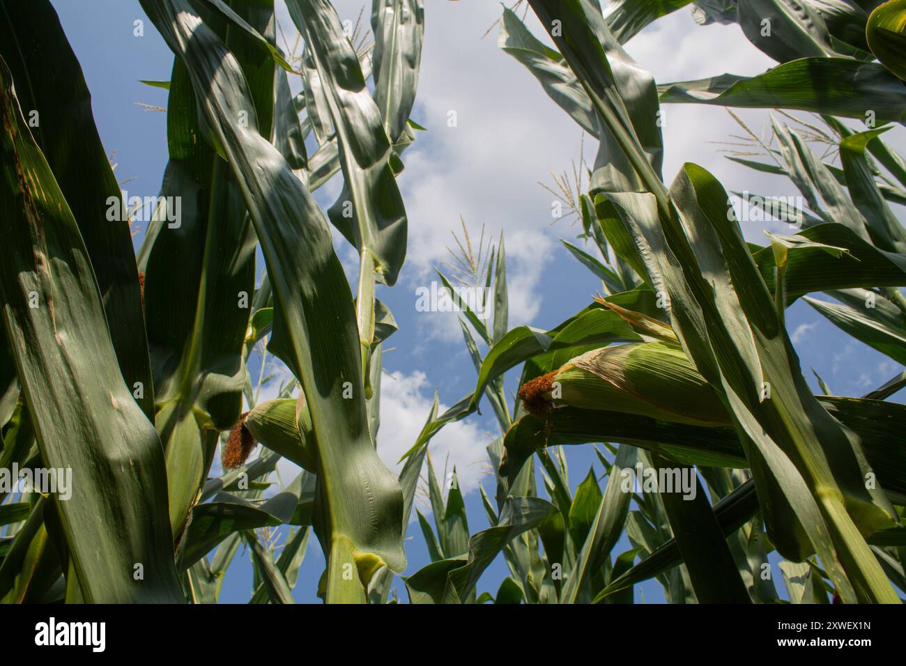 Corn field on the bright blue sky background. Farming and agriculture ...