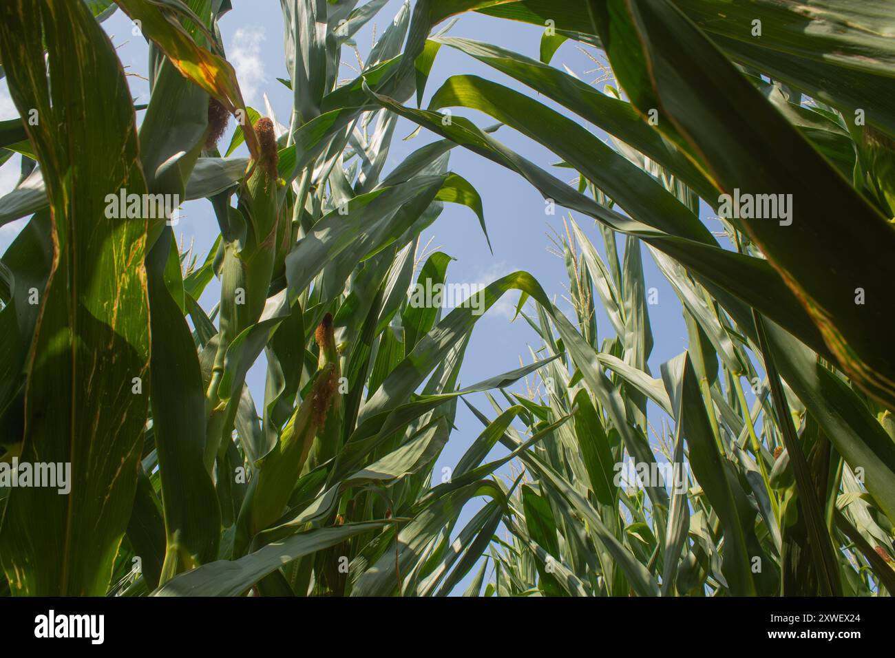 Corn field on the bright blue sky background. Farming and agriculture ...