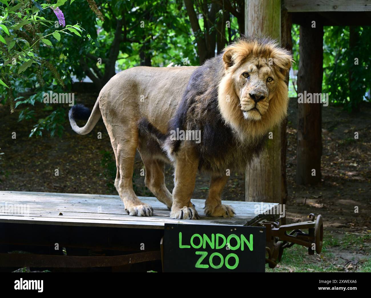 ZSL London Zoo, Regent's Park, London, UK. 19th Aug, 2024. The Annual ...