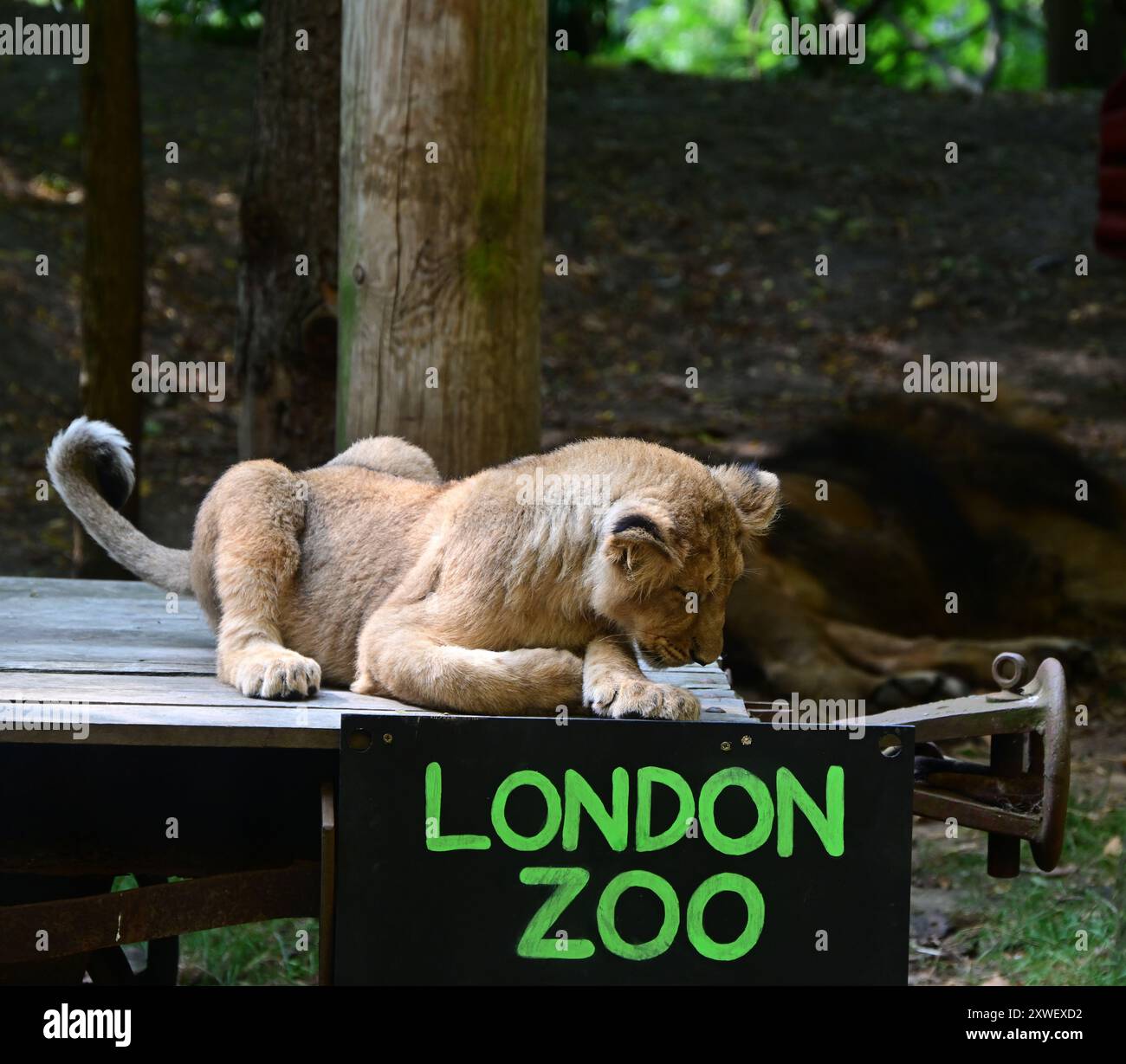ZSL London Zoo, Regent's Park, London, UK. 19th Aug, 2024. The Annual ...