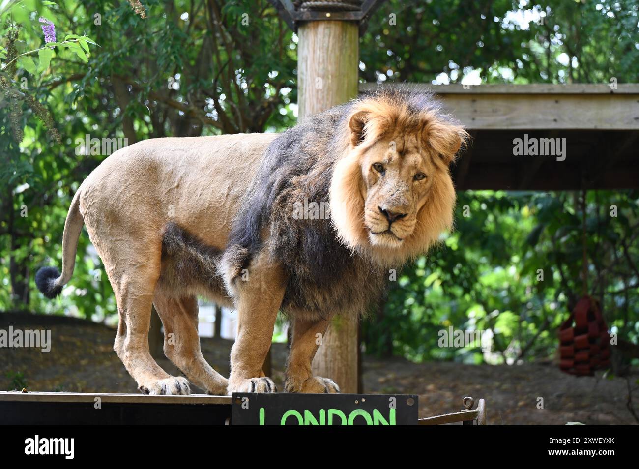 Zoo annual weigh in 2024 hi-res stock photography and images - Alamy