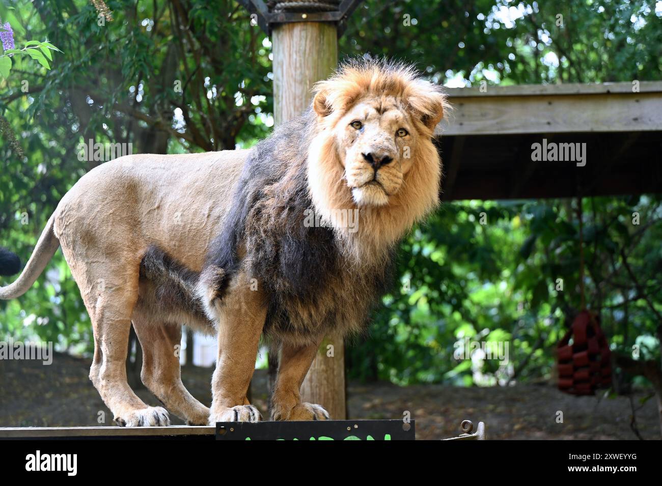Annual weigh in for Asiatic lions and the first weigh in for Asiatic ...