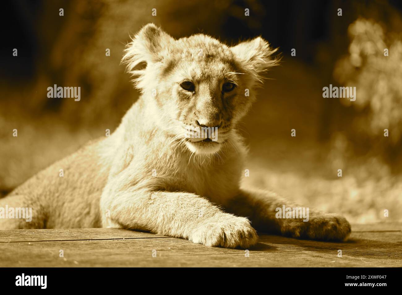 Annual weigh in for Asiatic lions and the first weigh in for Asiatic ...