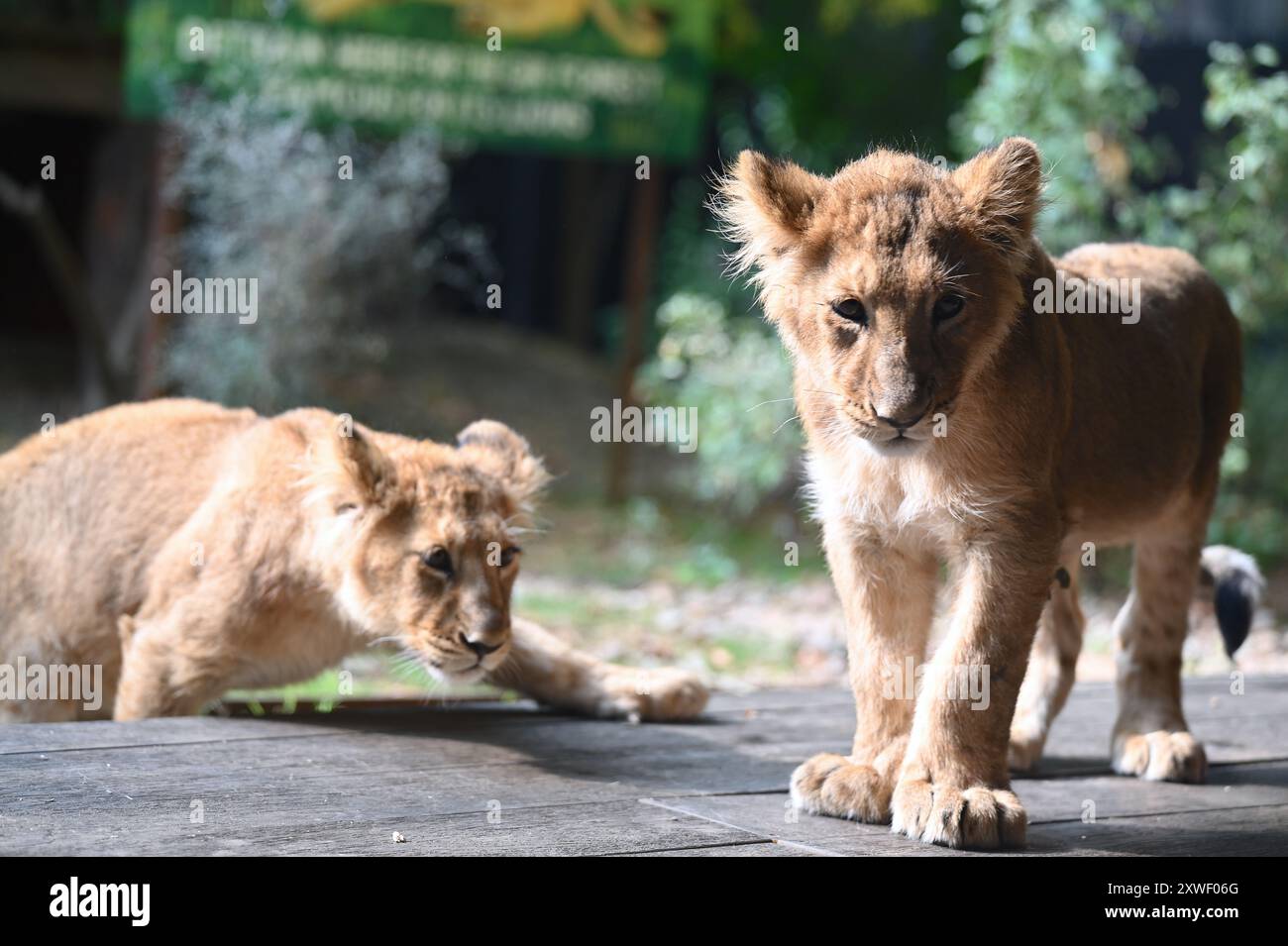 Annual weigh in for Asiatic lions and the first weigh in for Asiatic ...