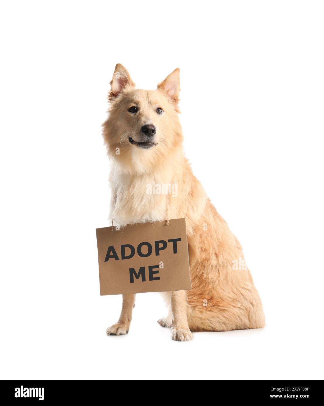 Cute fluffy dog with sign Adopt Me on white background. Pet adoption ...