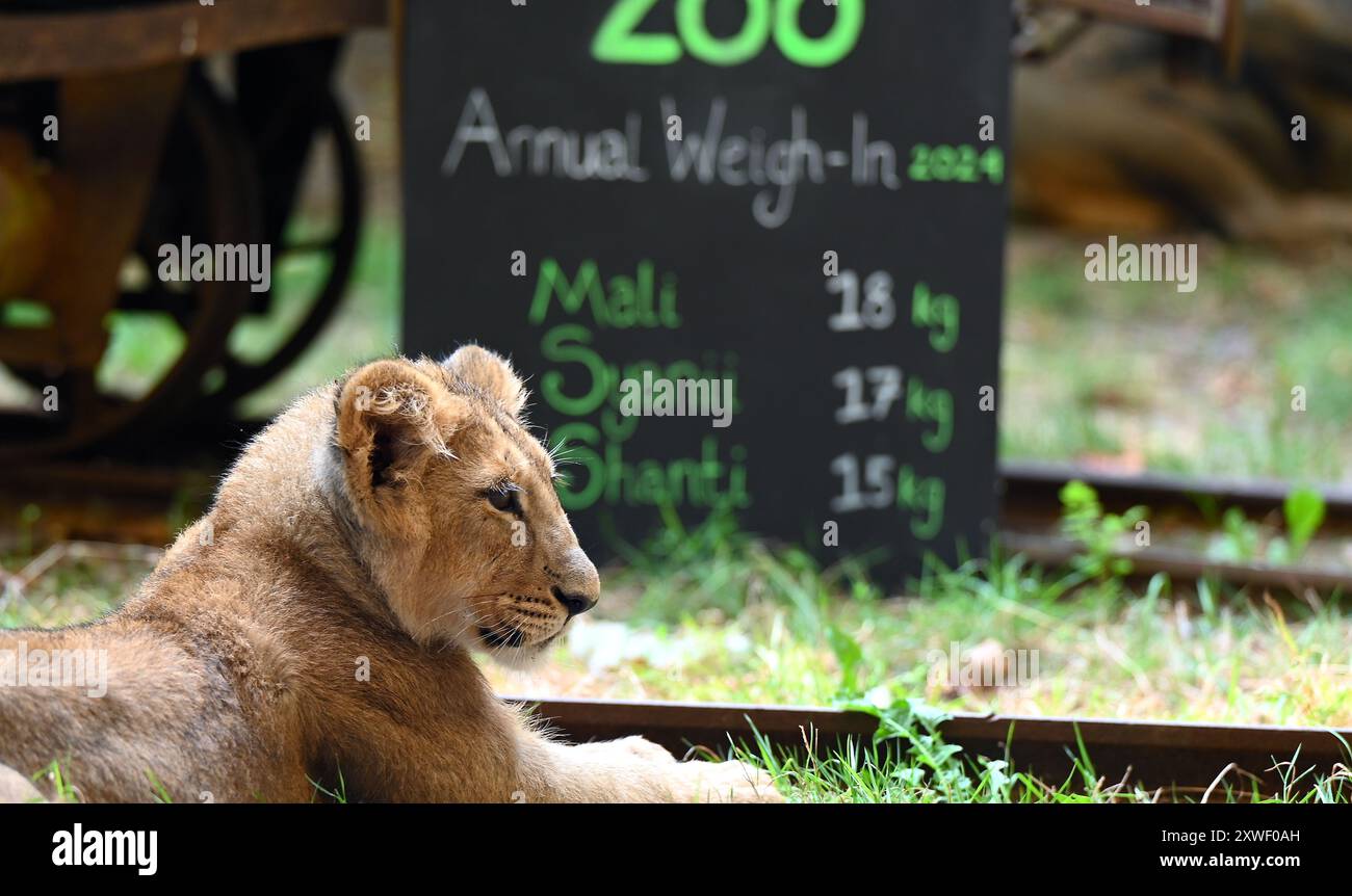 Annual weigh in for Asiatic lions and the first weigh in for Asiatic ...