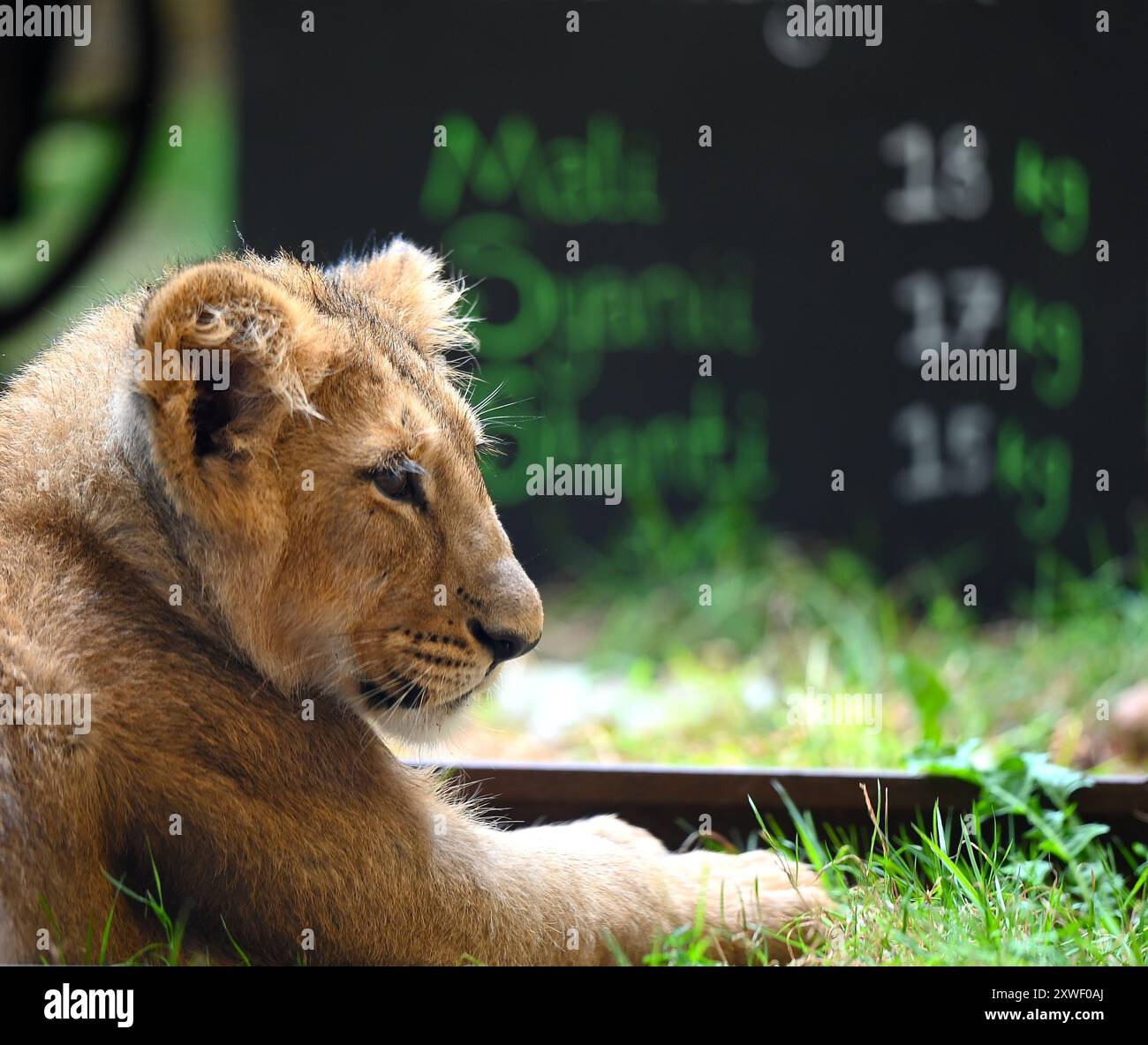 Annual weigh in for Asiatic lions and the first weigh in for Asiatic ...