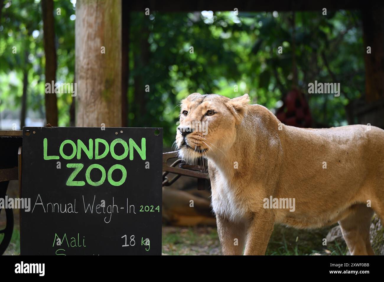 Annual weigh in for Asiatic lions and the first weigh in for Asiatic ...