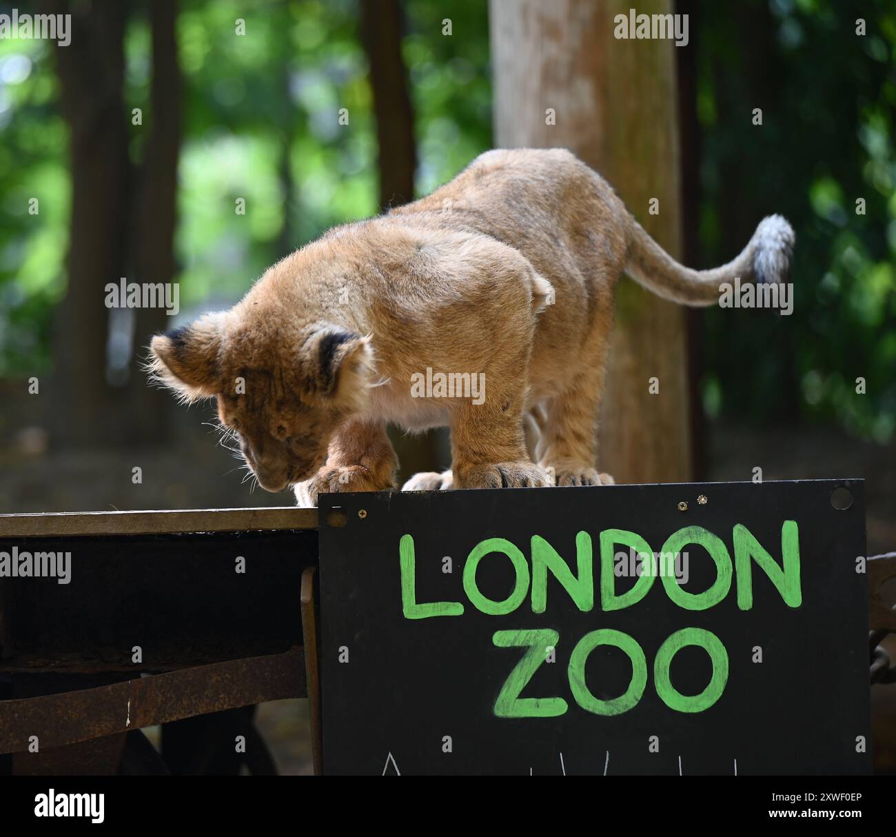 Annual weigh in for Asiatic lions and the first weigh in for Asiatic ...