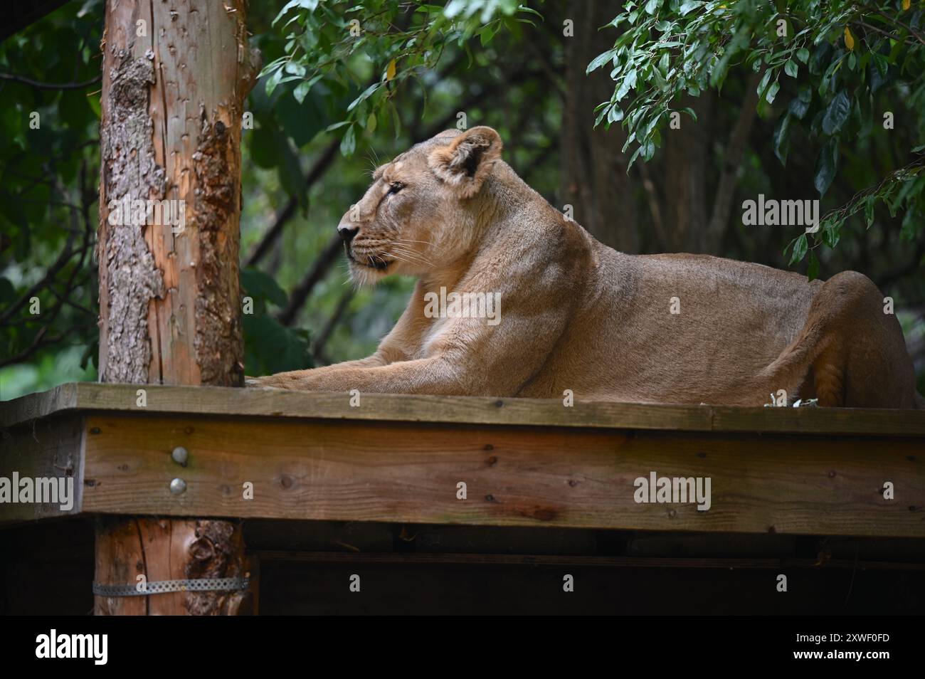 Annual weigh in for Asiatic lions and the first weigh in for Asiatic ...