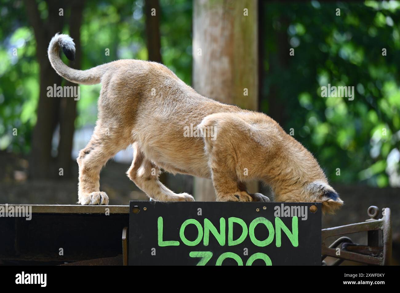 Annual weigh in for Asiatic lions and the first weigh in for Asiatic ...