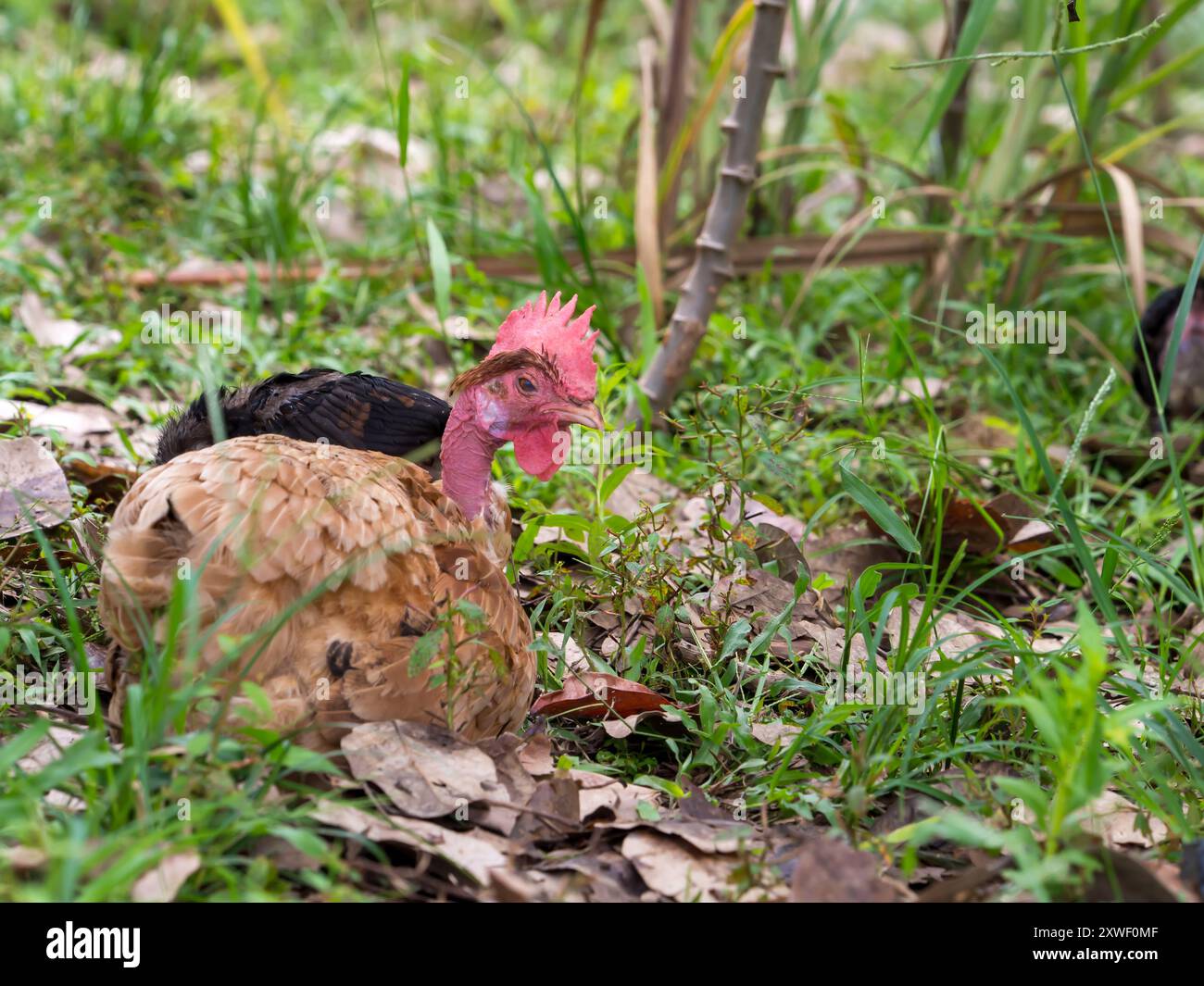 A hen with poor plumage in a village in the Amazon rainforest. Amazonia ...