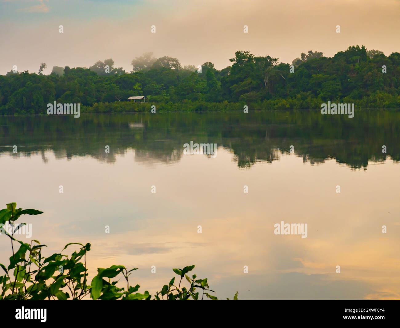 Fantastic green Amazon jungle over the Jaguar lagoon (Onza Lagoon).during the sunrise time ...