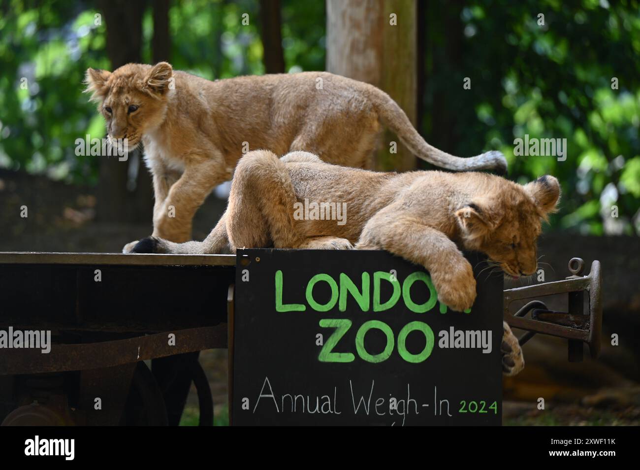 Annual weigh in for Asiatic lions and the first weigh in for Asiatic ...