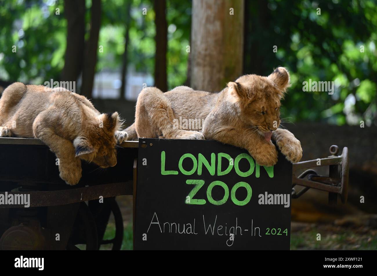 Annual weigh in for Asiatic lions and the first weigh in for Asiatic ...