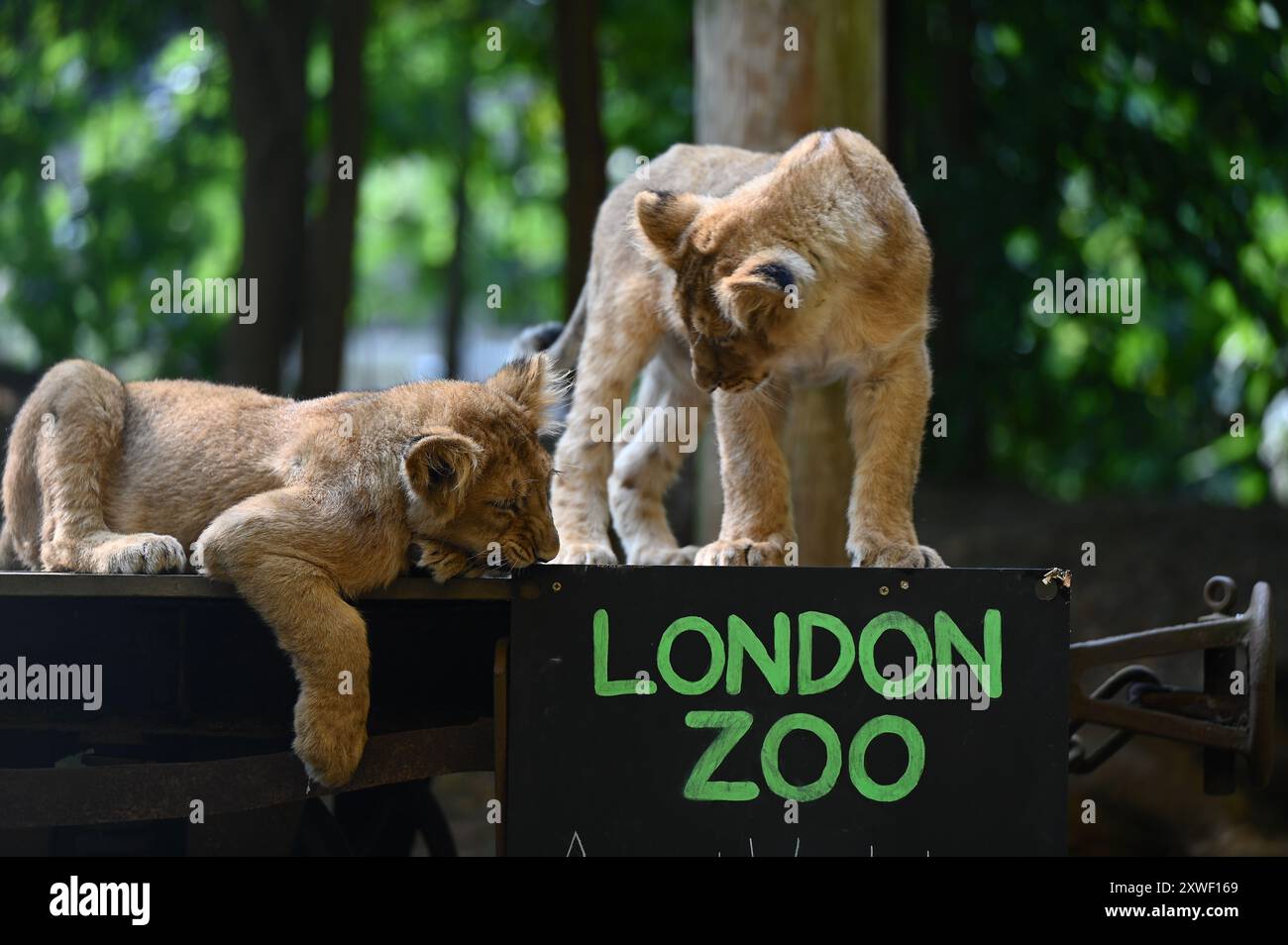 Annual weigh in for Asiatic lions and the first weigh in for Asiatic ...