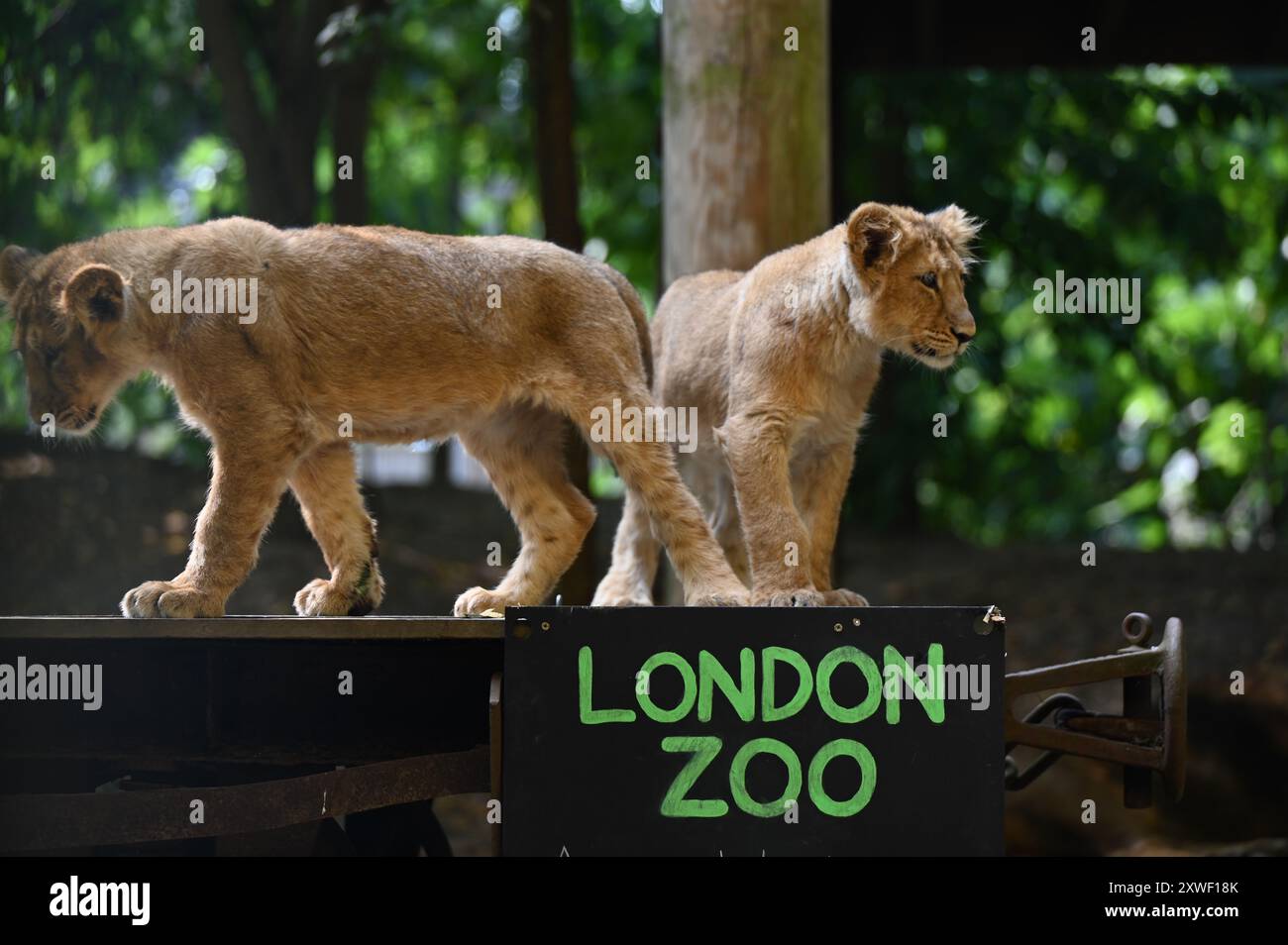 Annual weigh in for Asiatic lions and the first weigh in for Asiatic ...