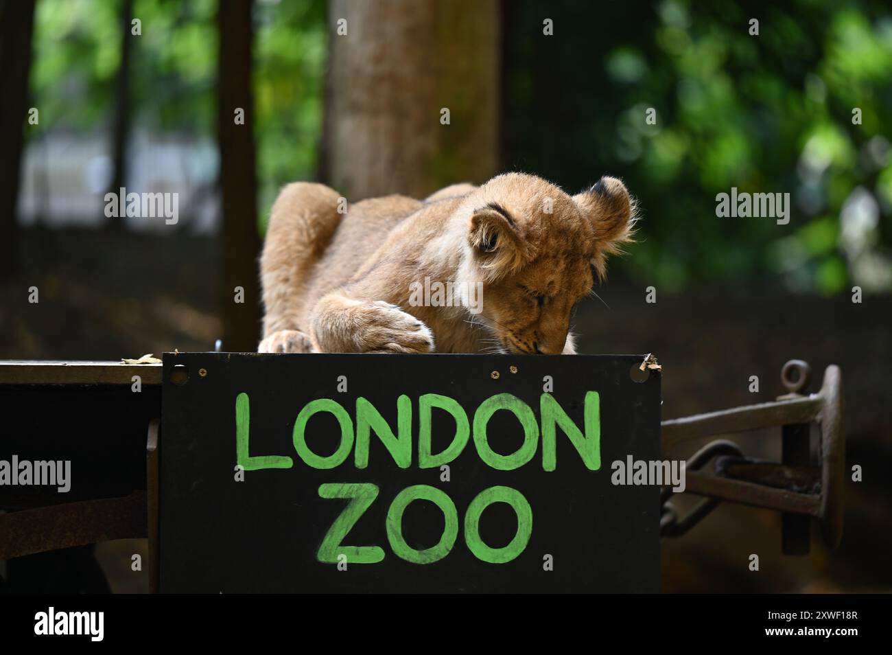 Annual weigh in for Asiatic lions and the first weigh in for Asiatic lion cubs Syanni,Mali and ...