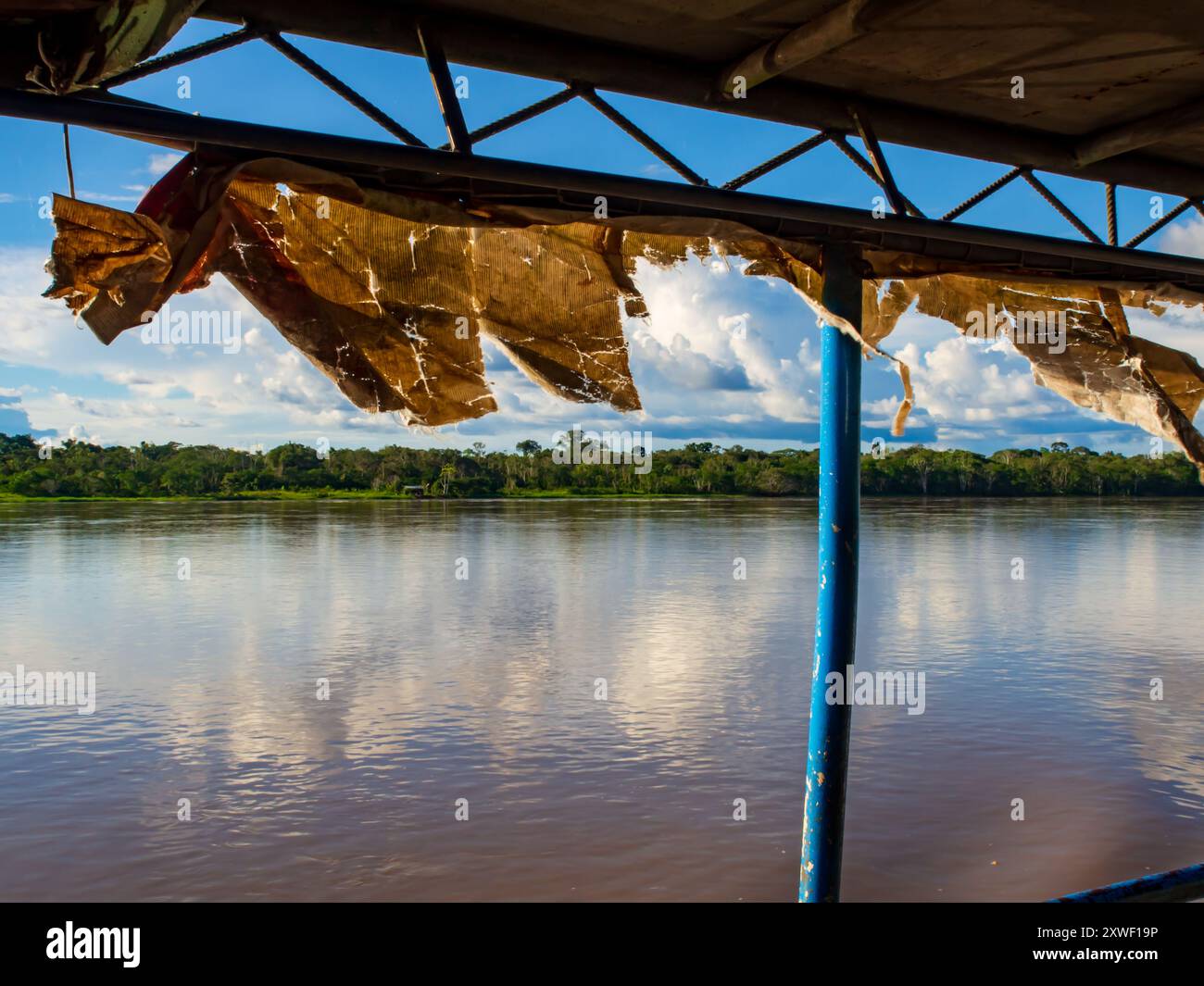 Amazon rainforest interior view hi-res stock photography and images - Alamy
