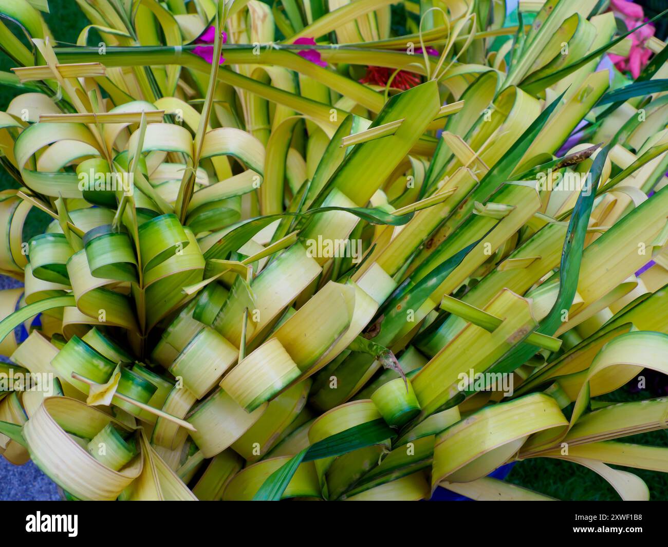 A palm made of palm leaves on palm sunday in the rainforests of the ...