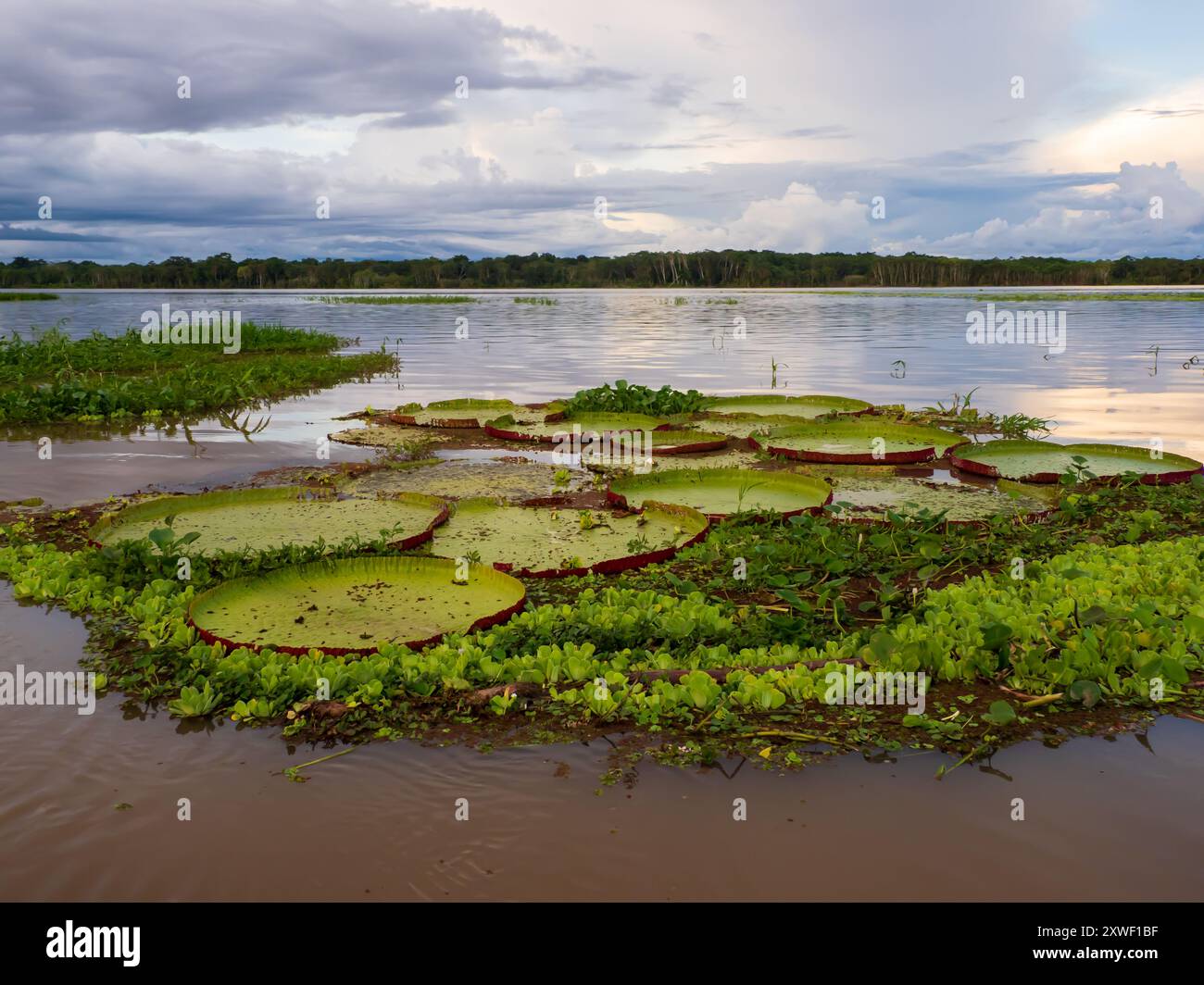 Victoria amazonica in Pacaya Samiria National Reserve. It is a species ...