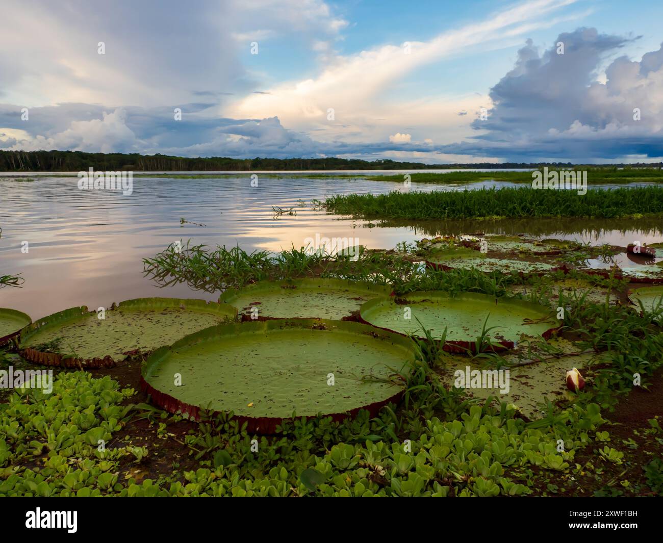 Victoria amazonica in Pacaya Samiria National Reserve. It is a species ...