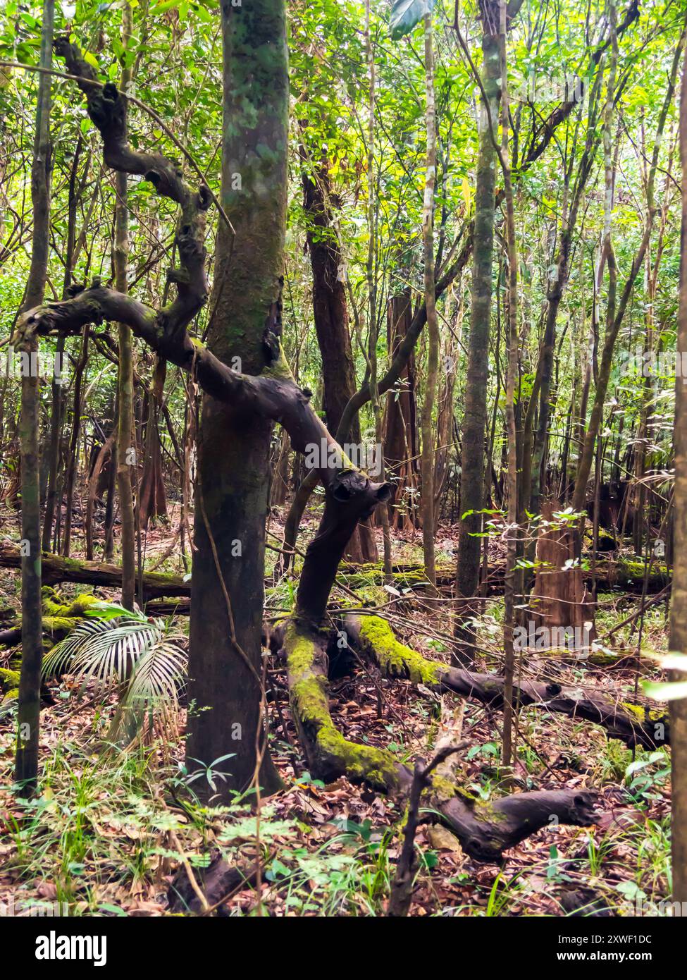 Huge trees in the Amazon rain forest, basin of Amazon River. Javari ...