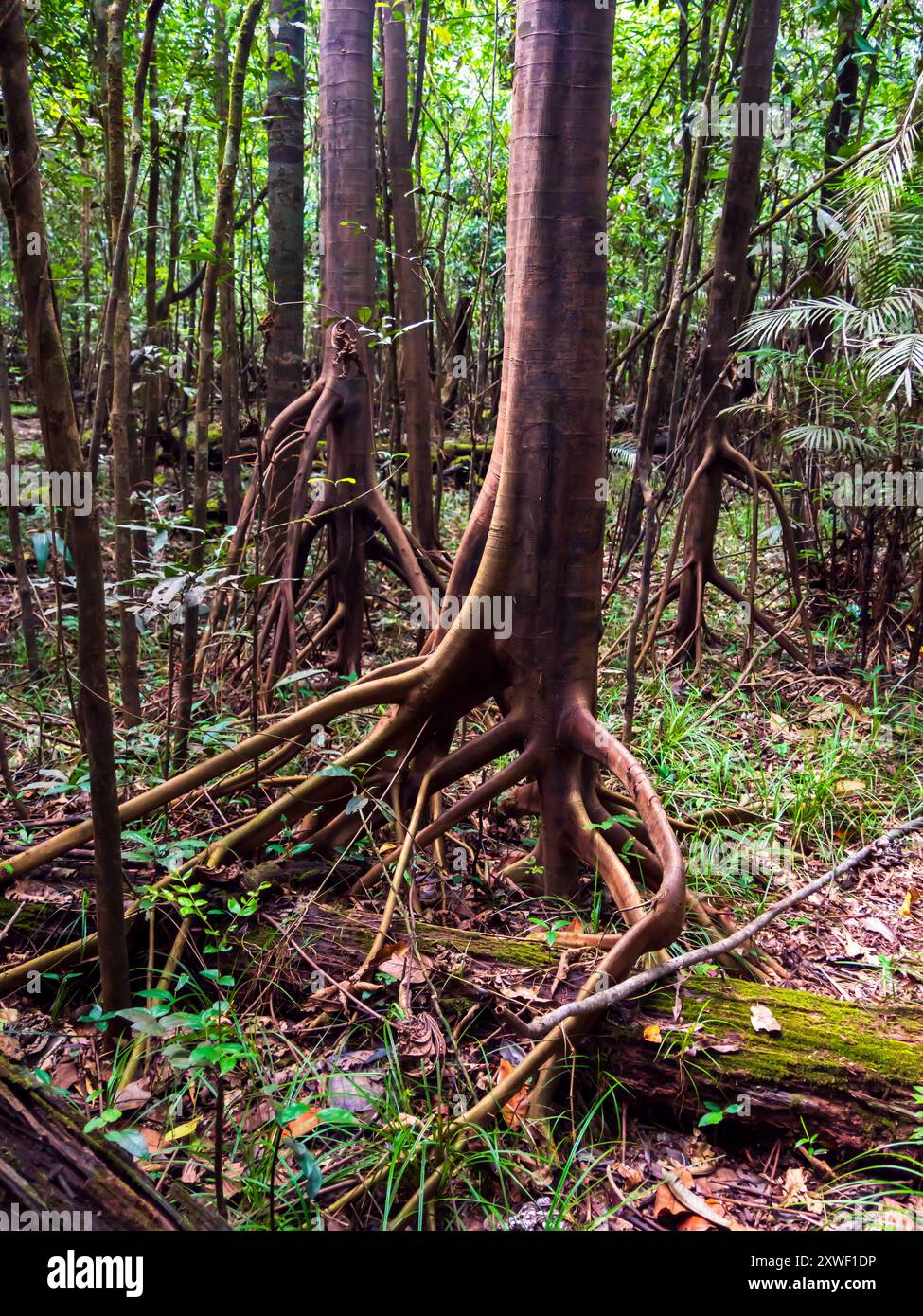 Huge trees in the Amazon rain forest, basin of Amazon River. Javari ...