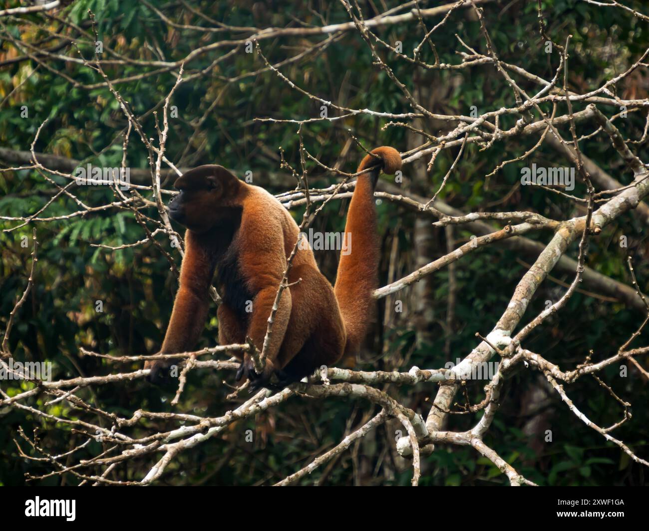 Woolly (chorongo) monkey in the Amazonia, Amazonia, Pacaya Samiria ...