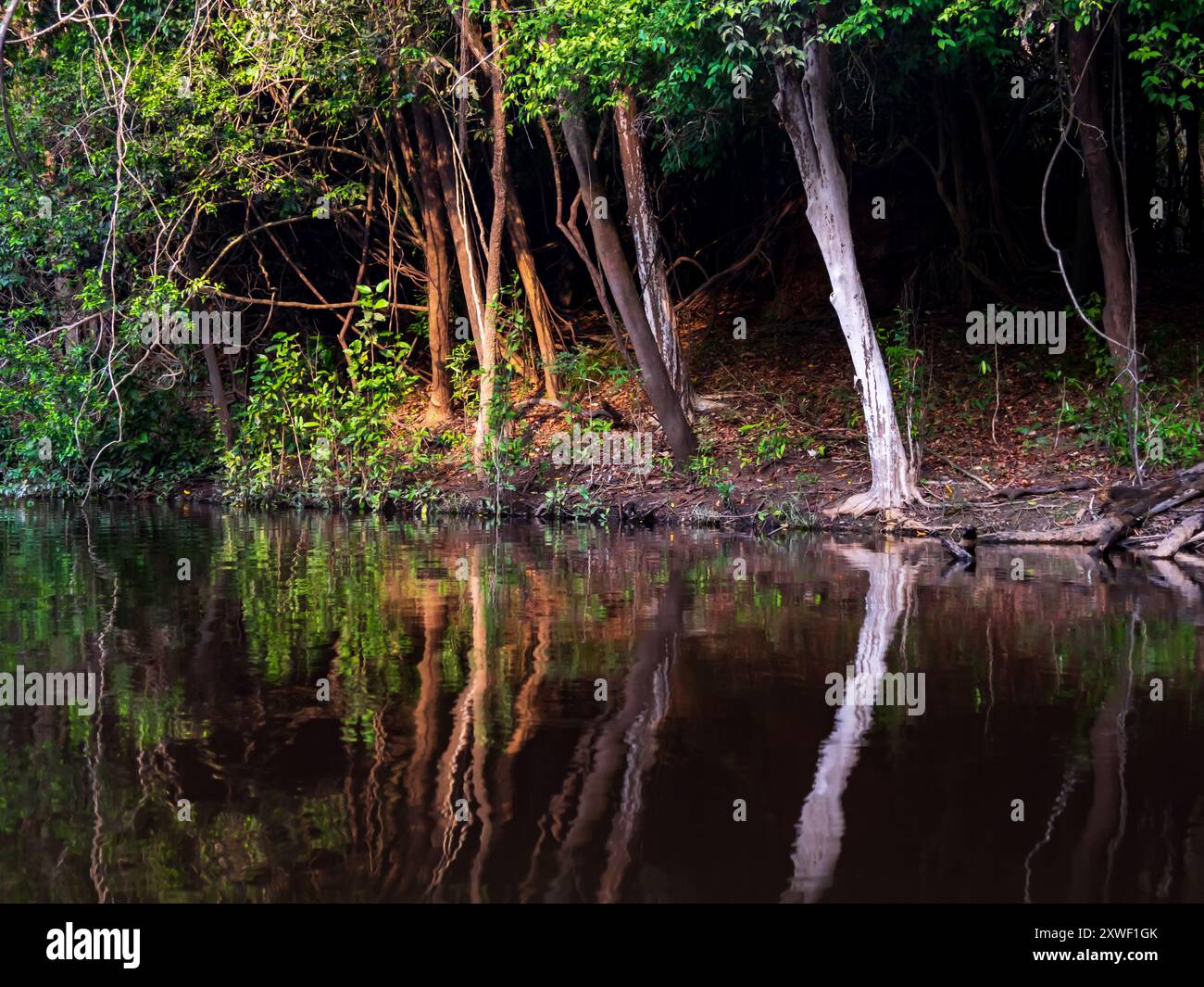 Selva del amazonas hi-res stock photography and images - Alamy