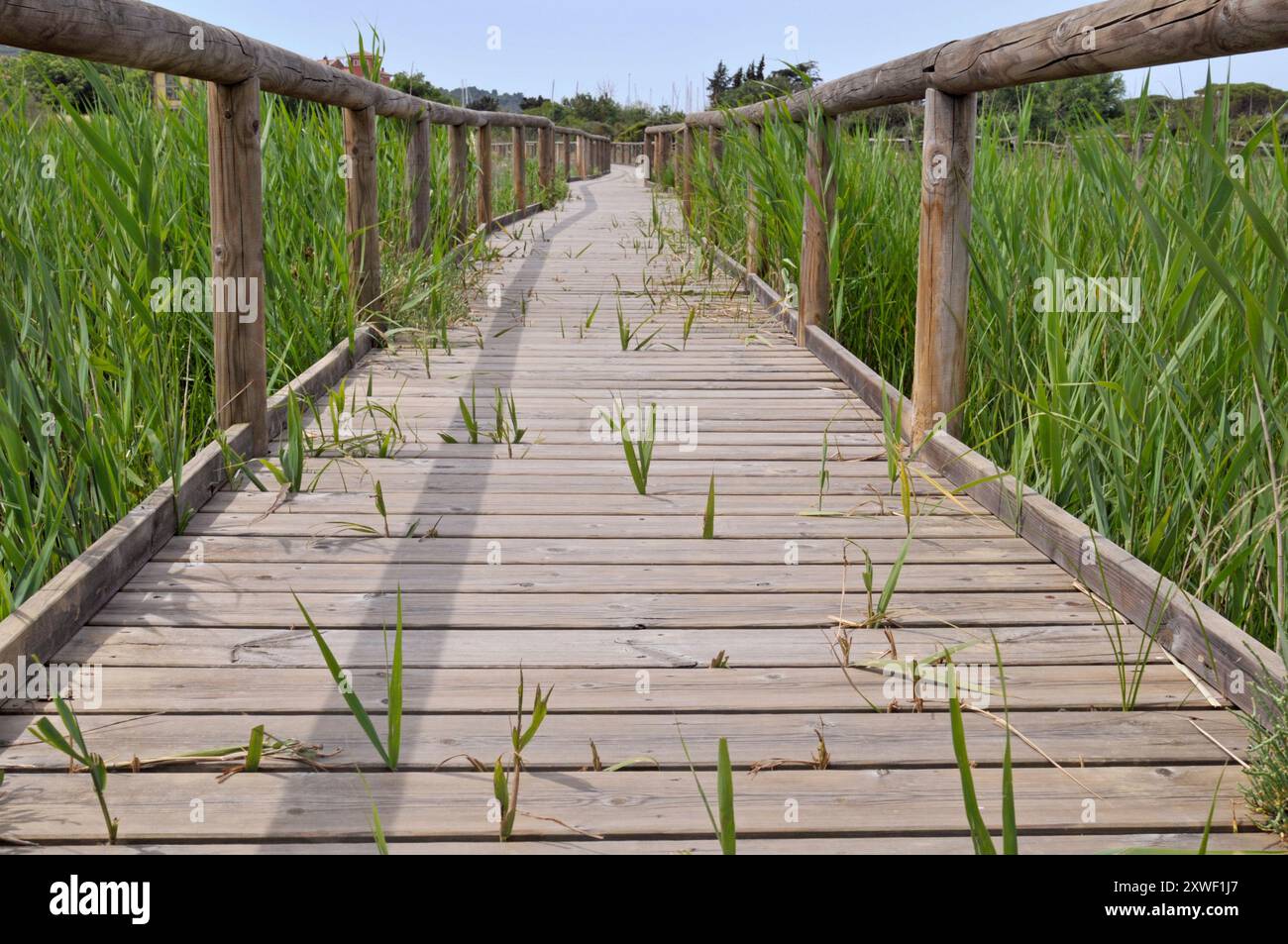 Marshland boardwalk hi-res stock photography and images - Alamy
