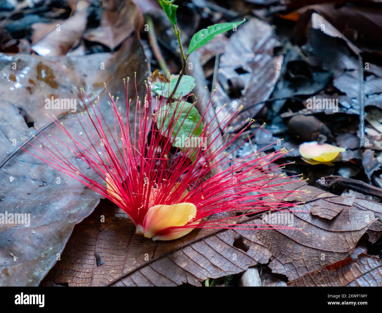 Sultry flowers hi-res stock photography and images - Alamy
