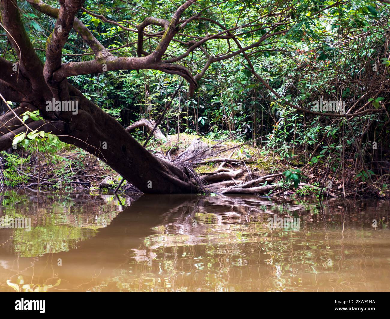 Selva del amazonas hi-res stock photography and images - Alamy