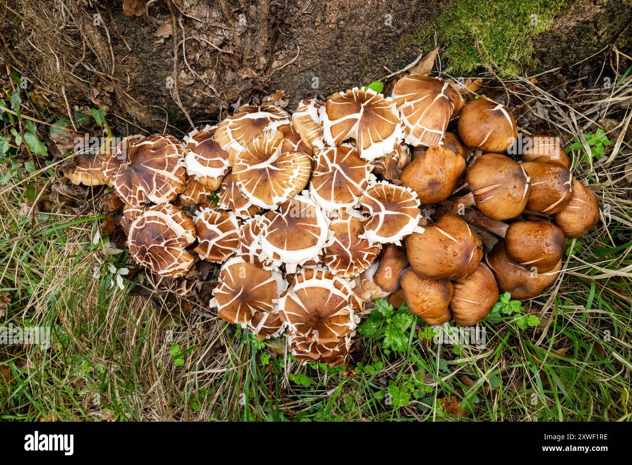 Armillaria mellea, commonly known as honey fungus, is an edible ...