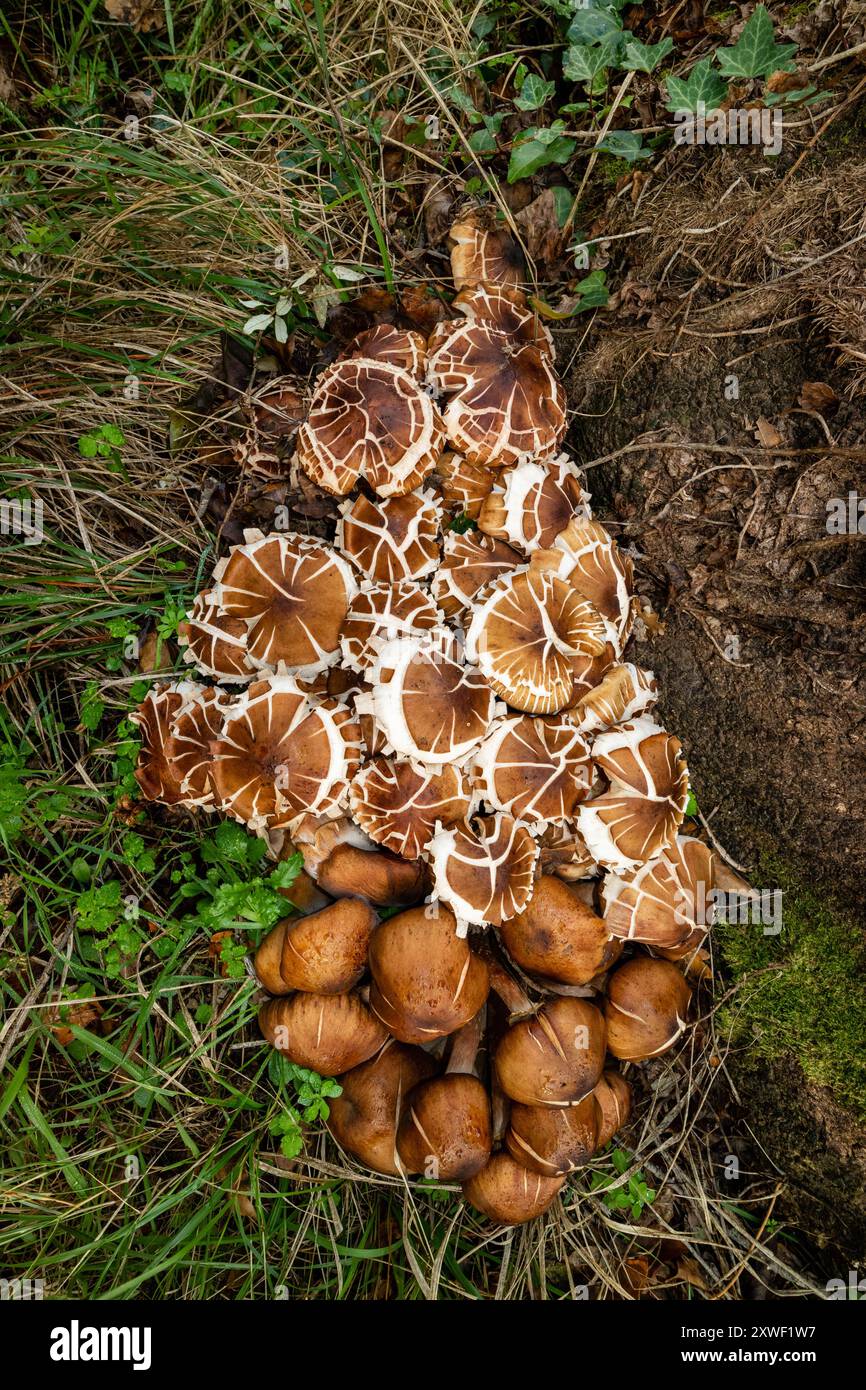 Armillaria mellea, commonly known as honey fungus, is an edible ...