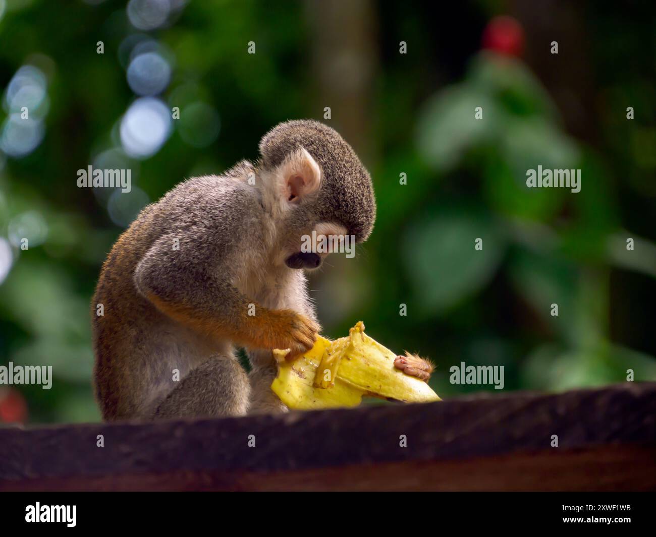 Amazonas, Colombia - Dec 10, 2022: Feeding monkeys on the Island of ...