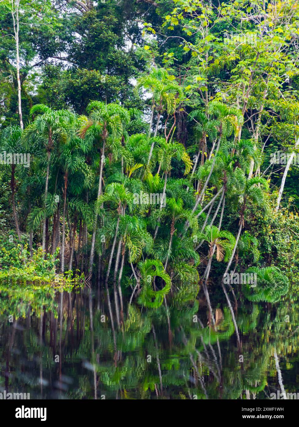 Açaí palm trees near the Marañón River (Maranon) in Reservas Nacional ...