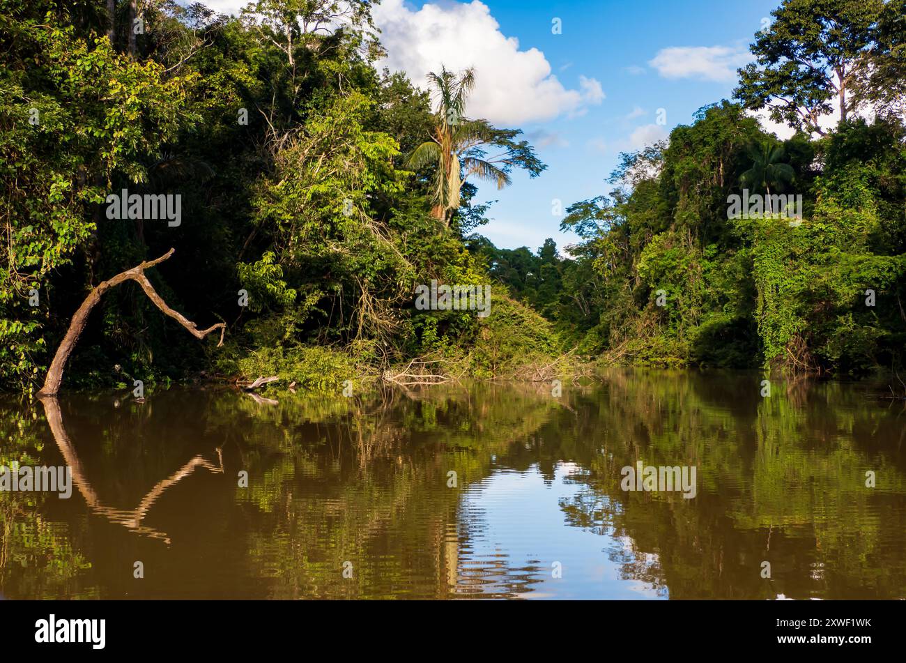 Amazonia - wall of green tropical forest of the Amazon jungle, green ...