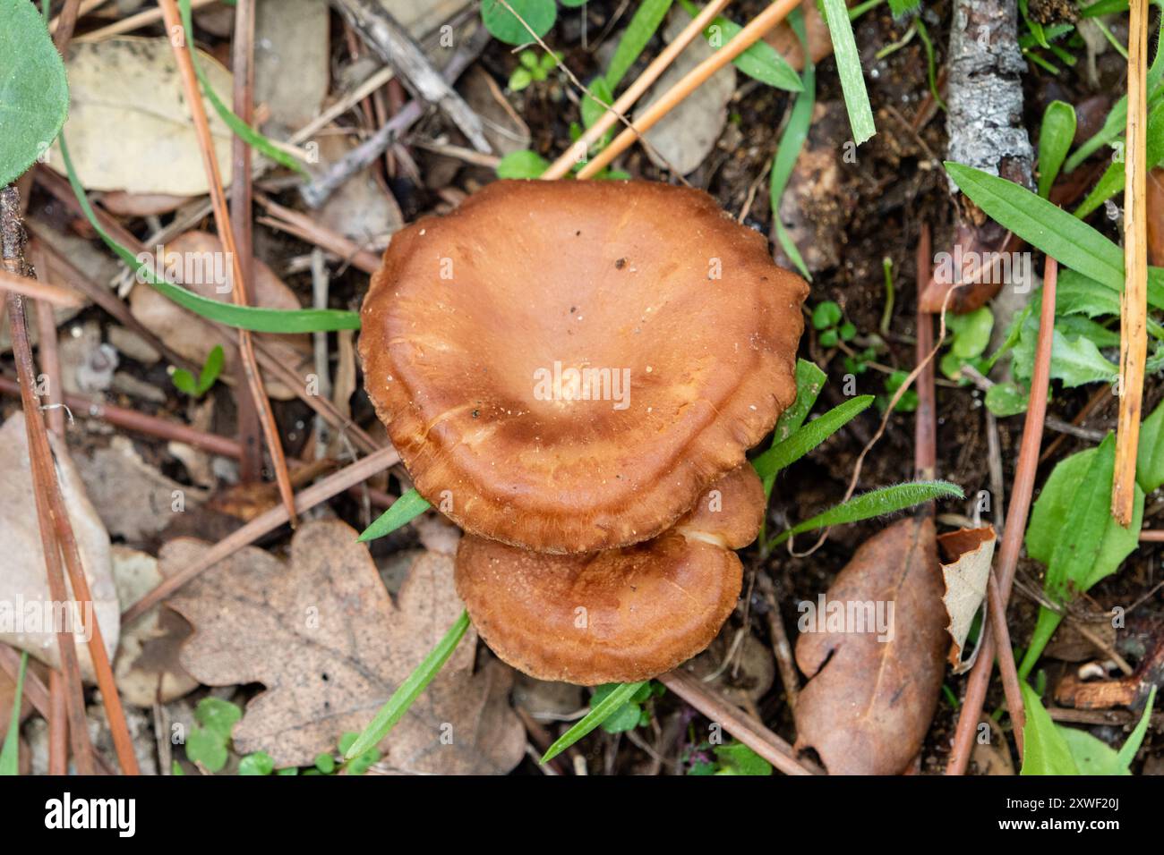 Clitocybe squamulosoides hi-res stock photography and images - Alamy